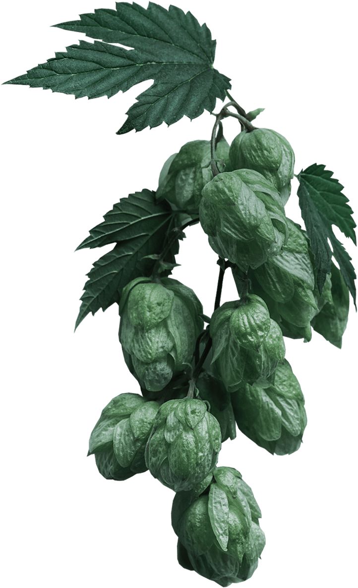 home_craftbeer_slider_hops.png – On Target Outdoors Montana